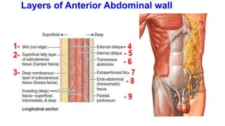 Anatomy of anterior abdominal wall | PDF