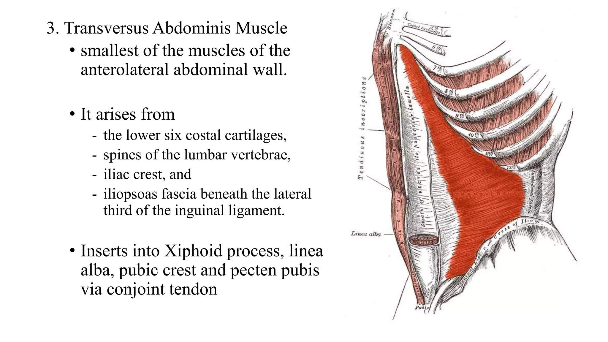 Anatomy of Anterior Abdominal wall.pptx | Death, Injury, or Military ...