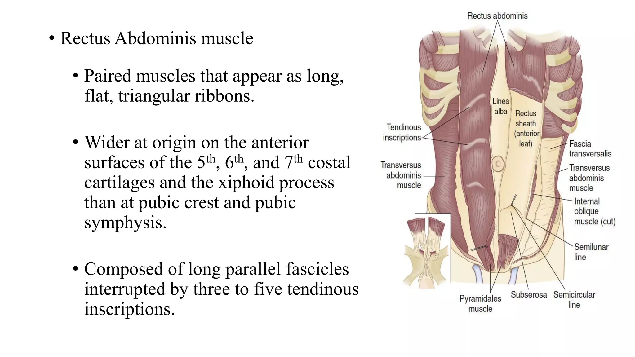 Anatomy of Anterior Abdominal wall.pptx