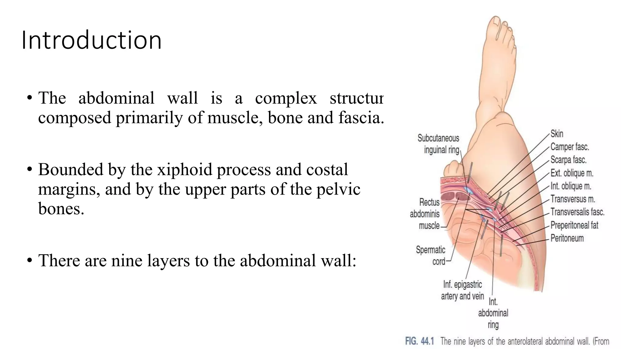 Anatomy of Anterior Abdominal wall.pptx