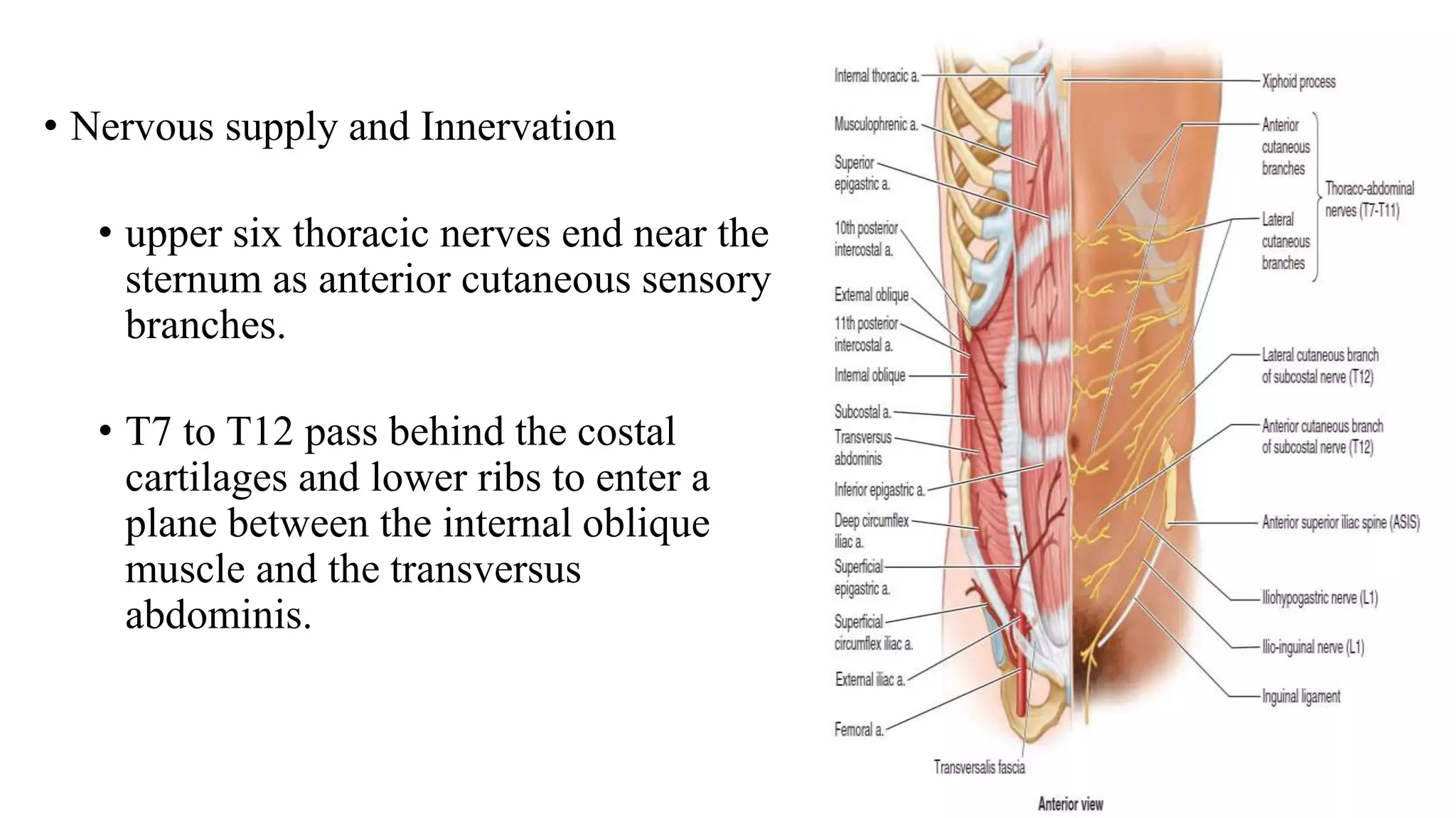 Anatomy of Anterior Abdominal wall.pptx