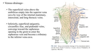 Anatomy of Anterior Abdominal wall.pptx