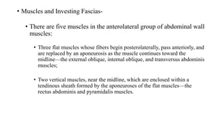 Anatomy of Anterior Abdominal wall.pptx