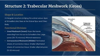 Anatomy of Anterior Chamber Angle-1.pptx