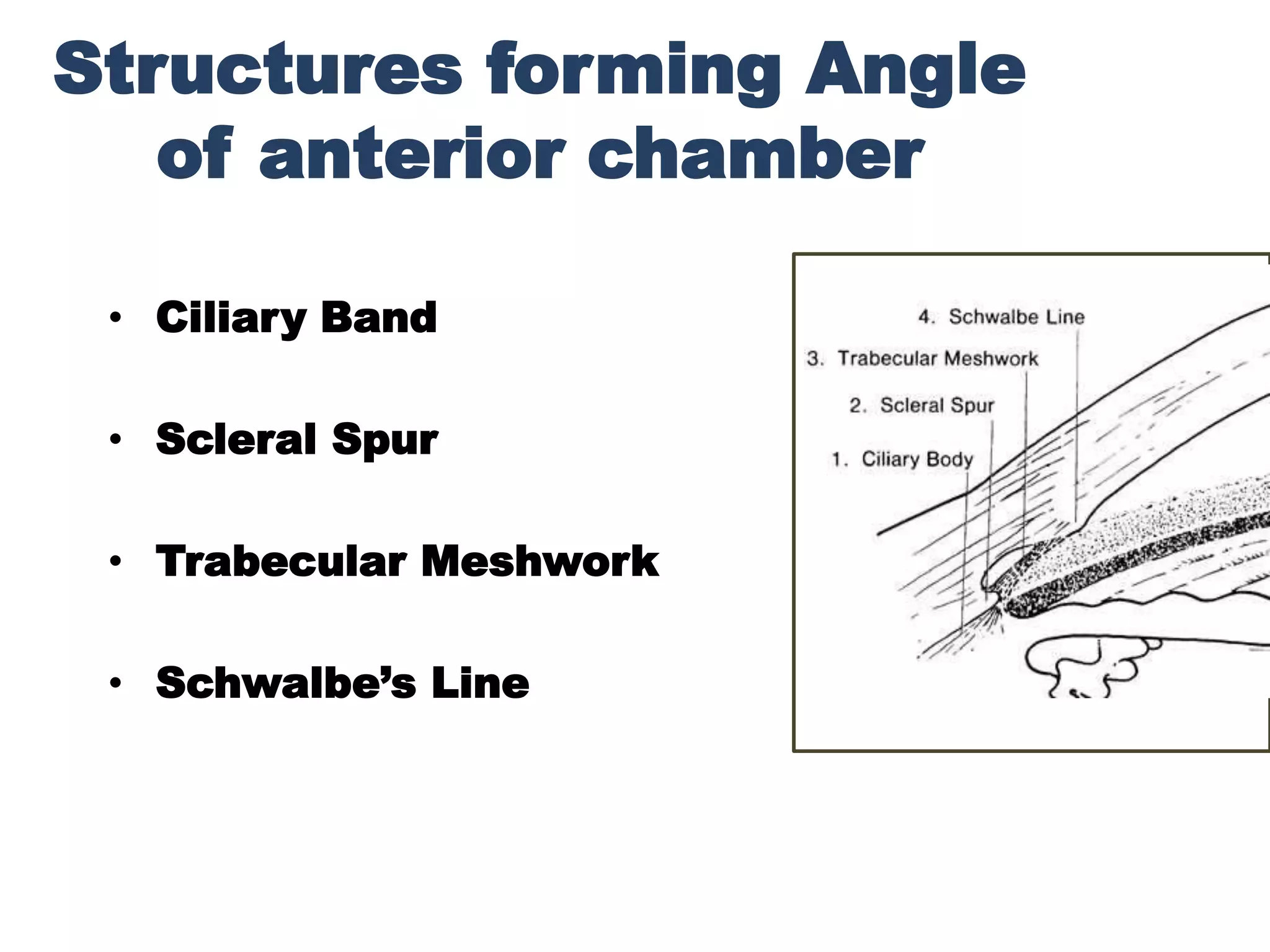 Anatomy of anterior chamber angle (1) | PPTX