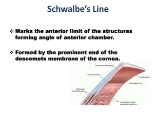 Anatomy of anterior chamber angle (1) | PPTX