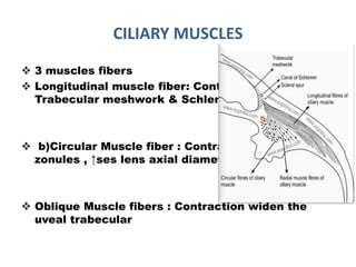 Anatomy of anterior chamber angle (1) | PPTX