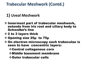 Anatomy of anterior chamber angle (1) | PPTX