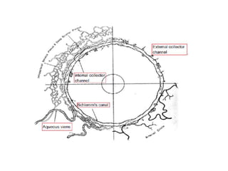 Anatomy of anterior chamber angle (1) | PPTX