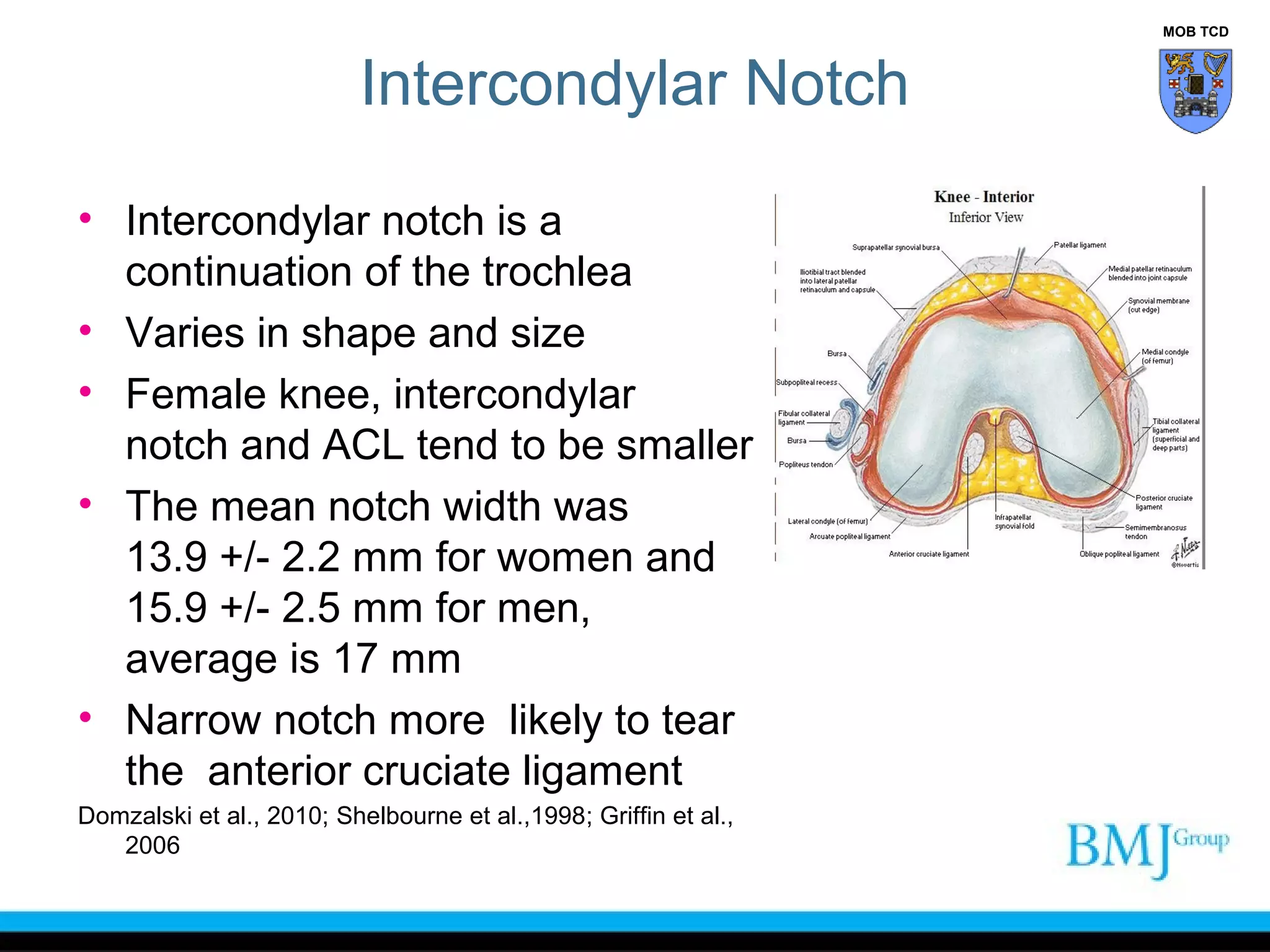Anatomy of anterior_cruciate_ligament | PPT