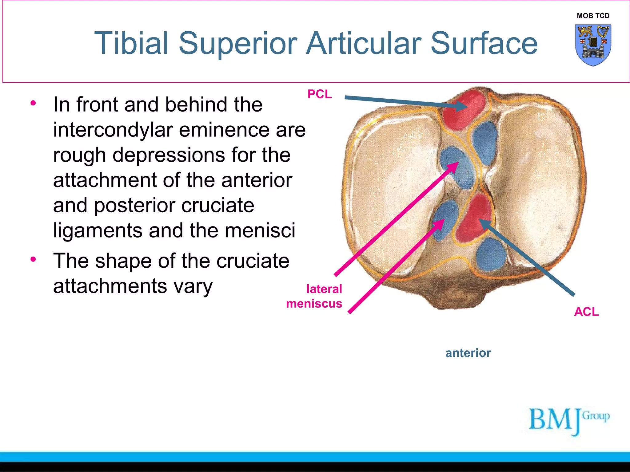 Anatomy of anterior_cruciate_ligament | PPT