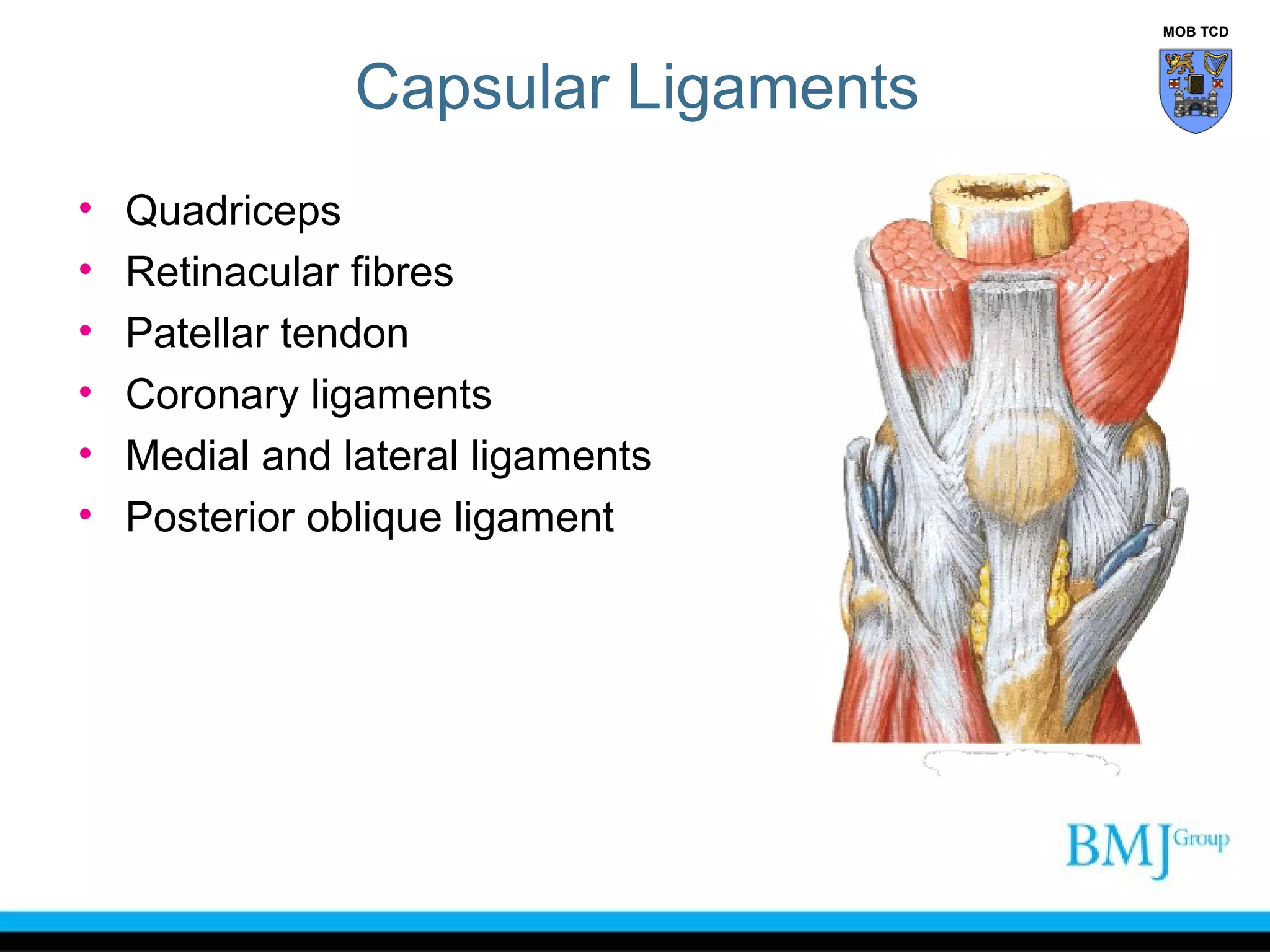 Anatomy of anterior_cruciate_ligament | PPT