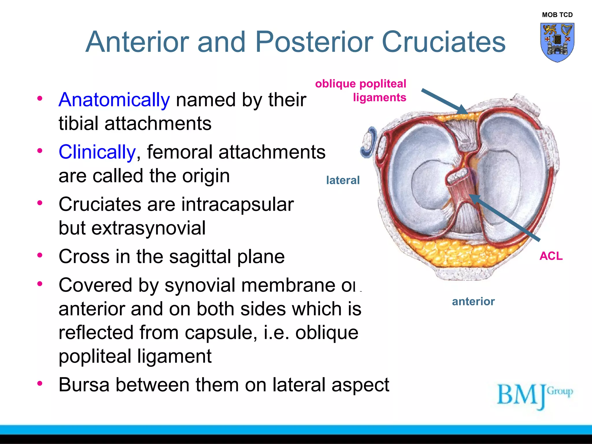 Anatomy of anterior_cruciate_ligament | PPT