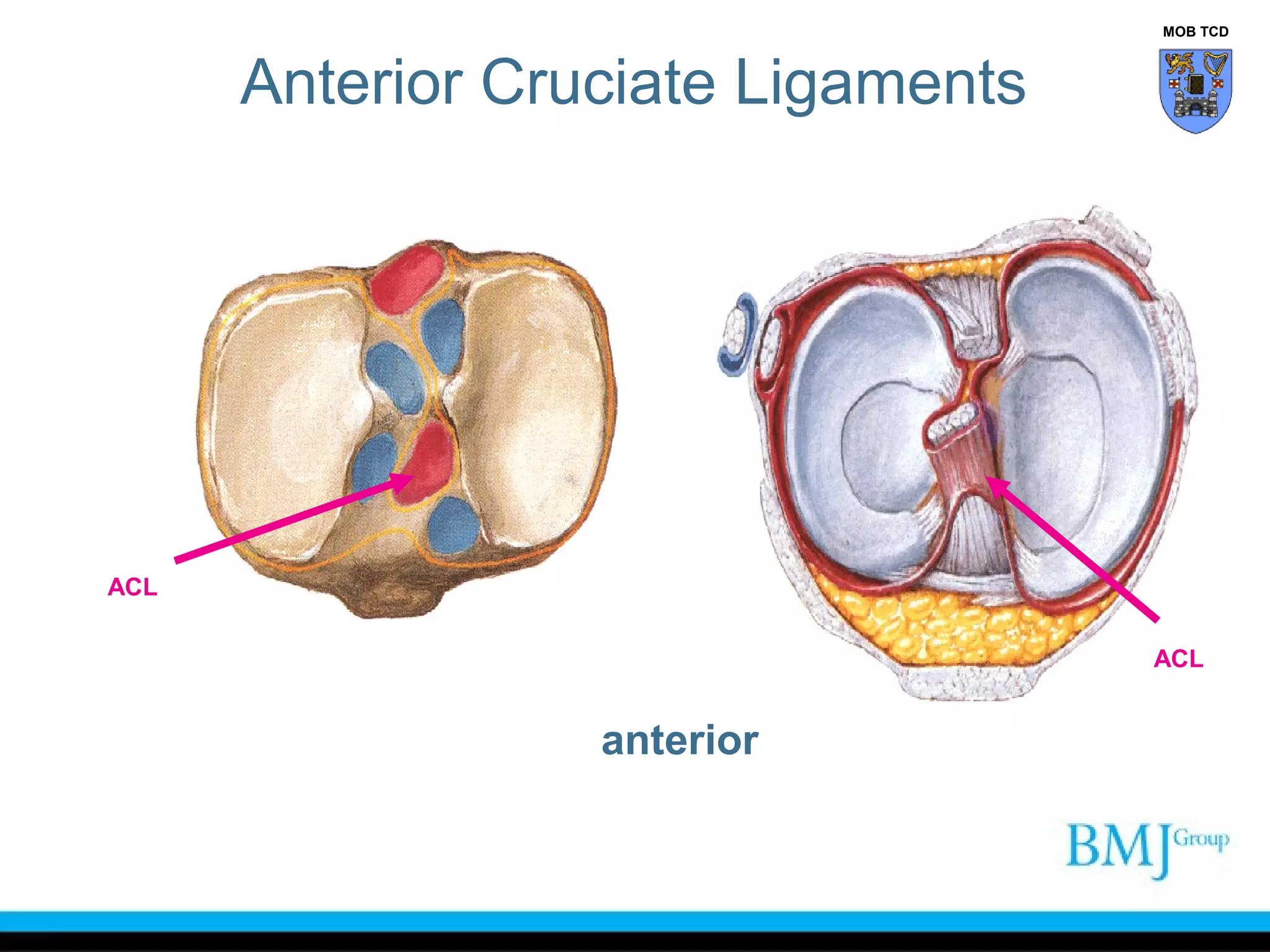 Anatomy of anterior_cruciate_ligament | PPT