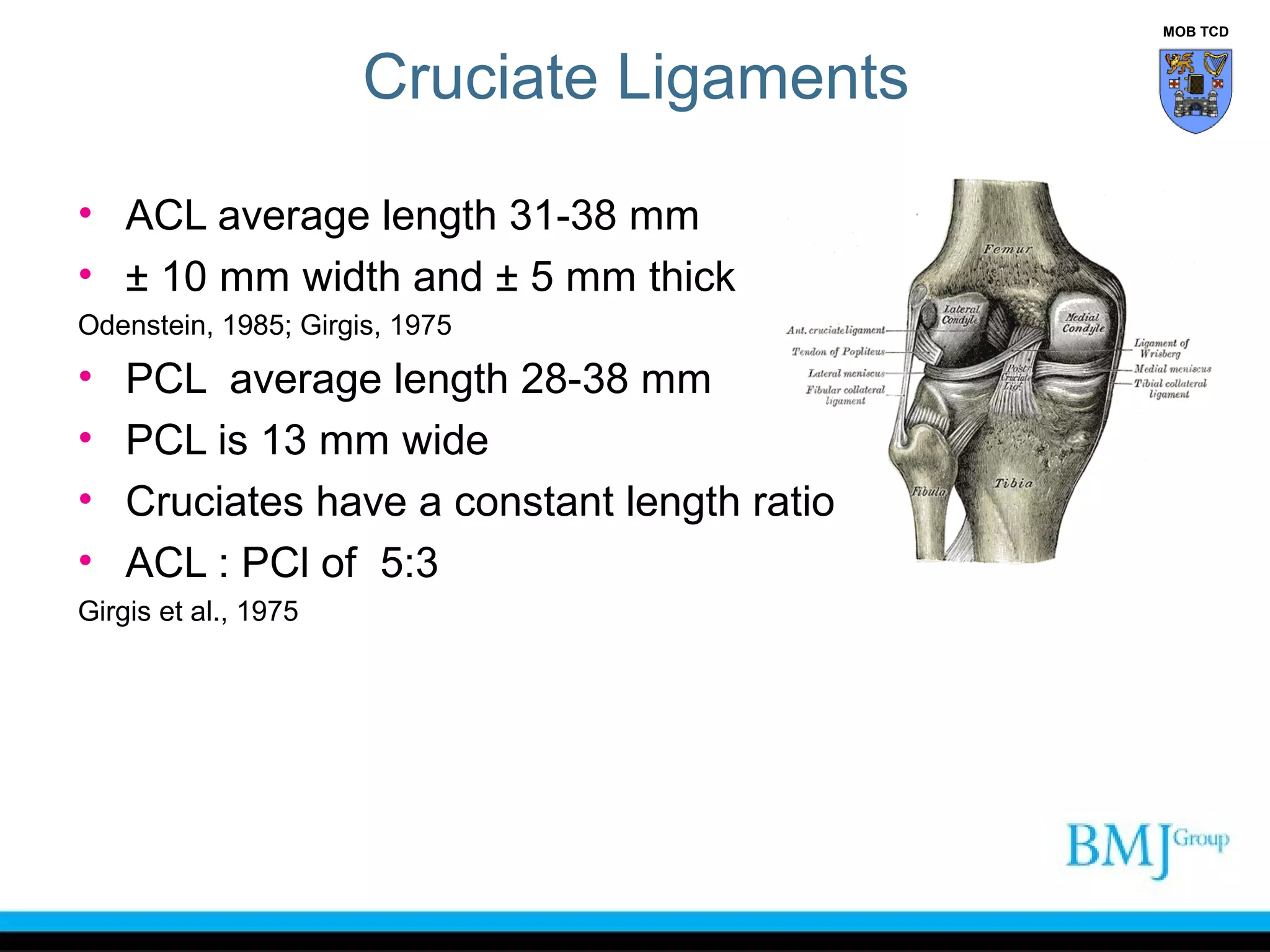 Anatomy of anterior_cruciate_ligament | PPT