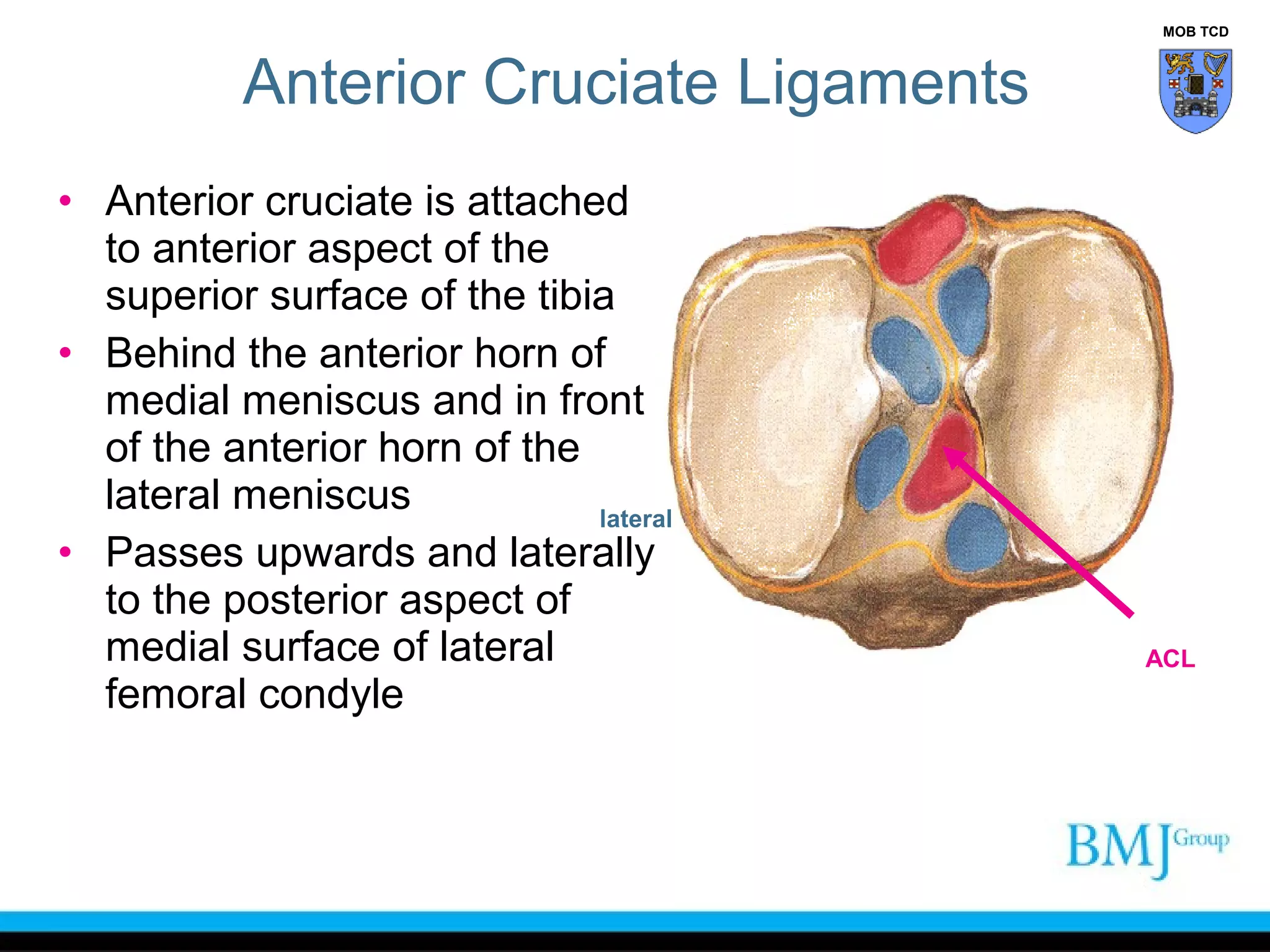 Anatomy of anterior_cruciate_ligament | PPT