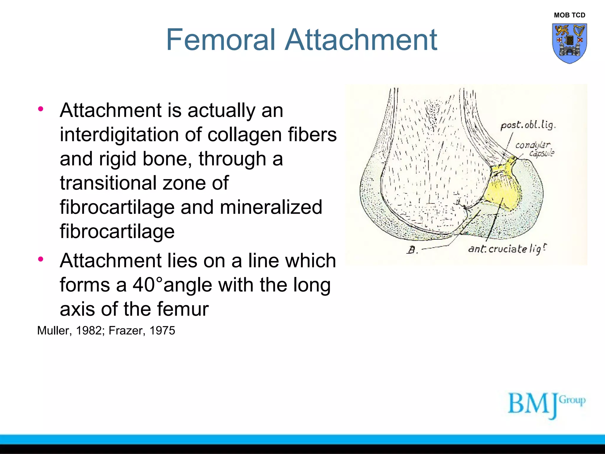 Anatomy of anterior_cruciate_ligament | PPT