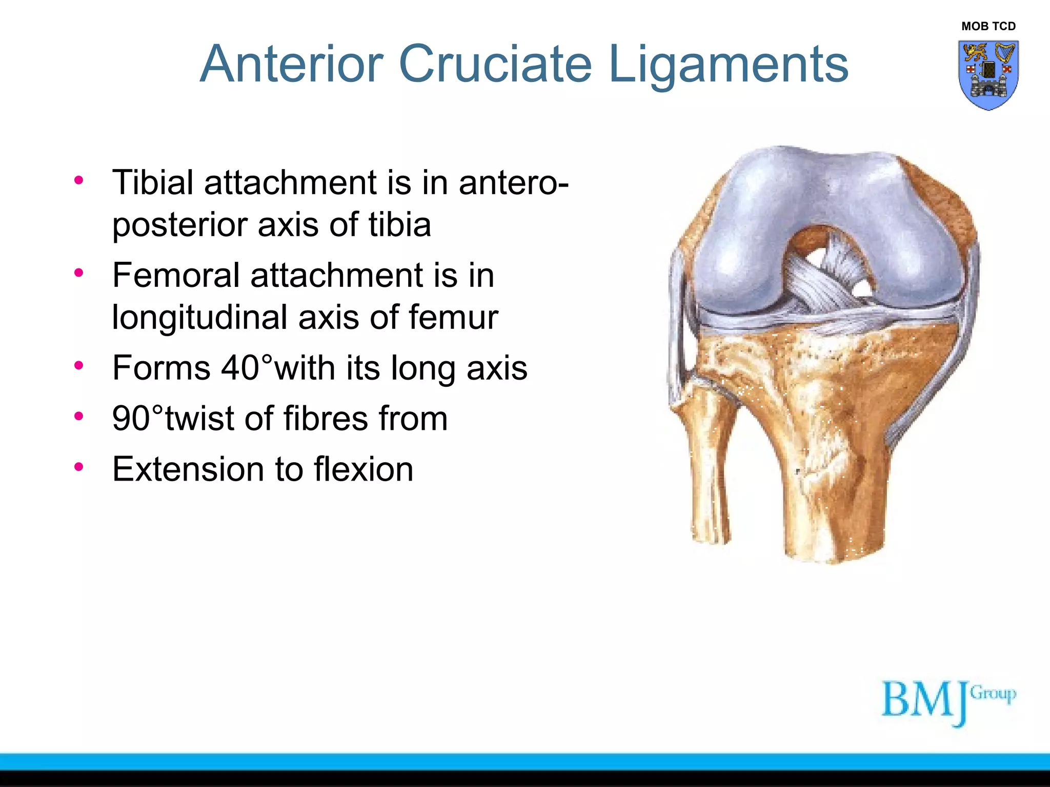 Anatomy of anterior_cruciate_ligament | PPT