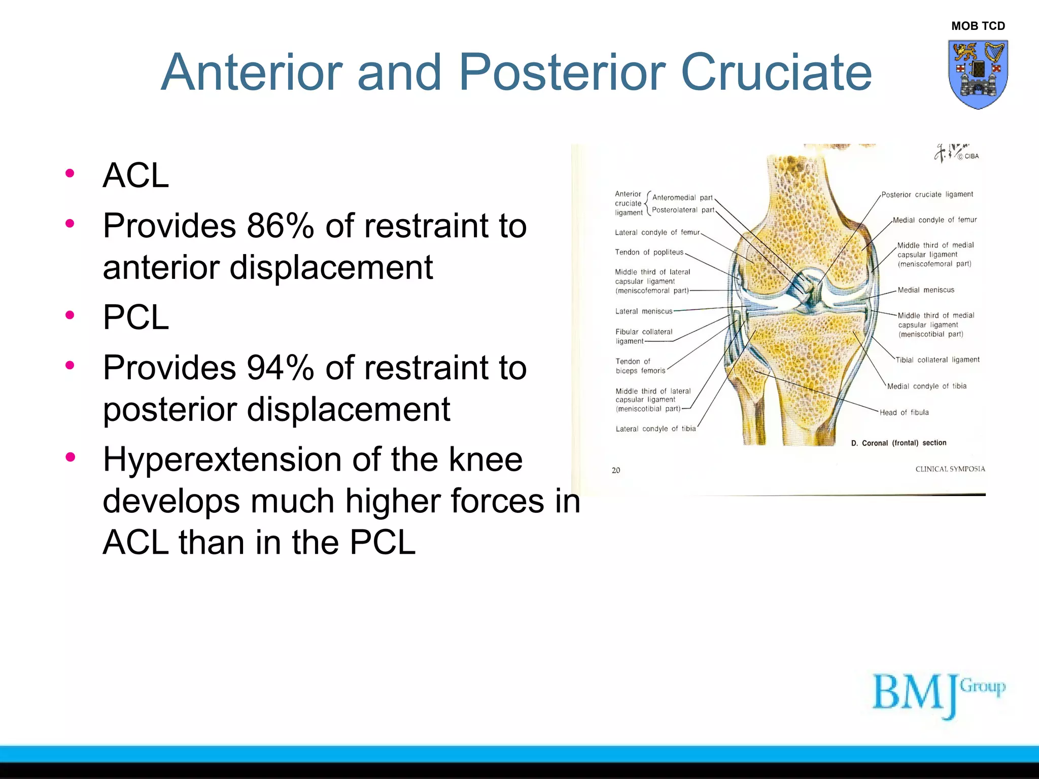 Anatomy of anterior_cruciate_ligament | PPT