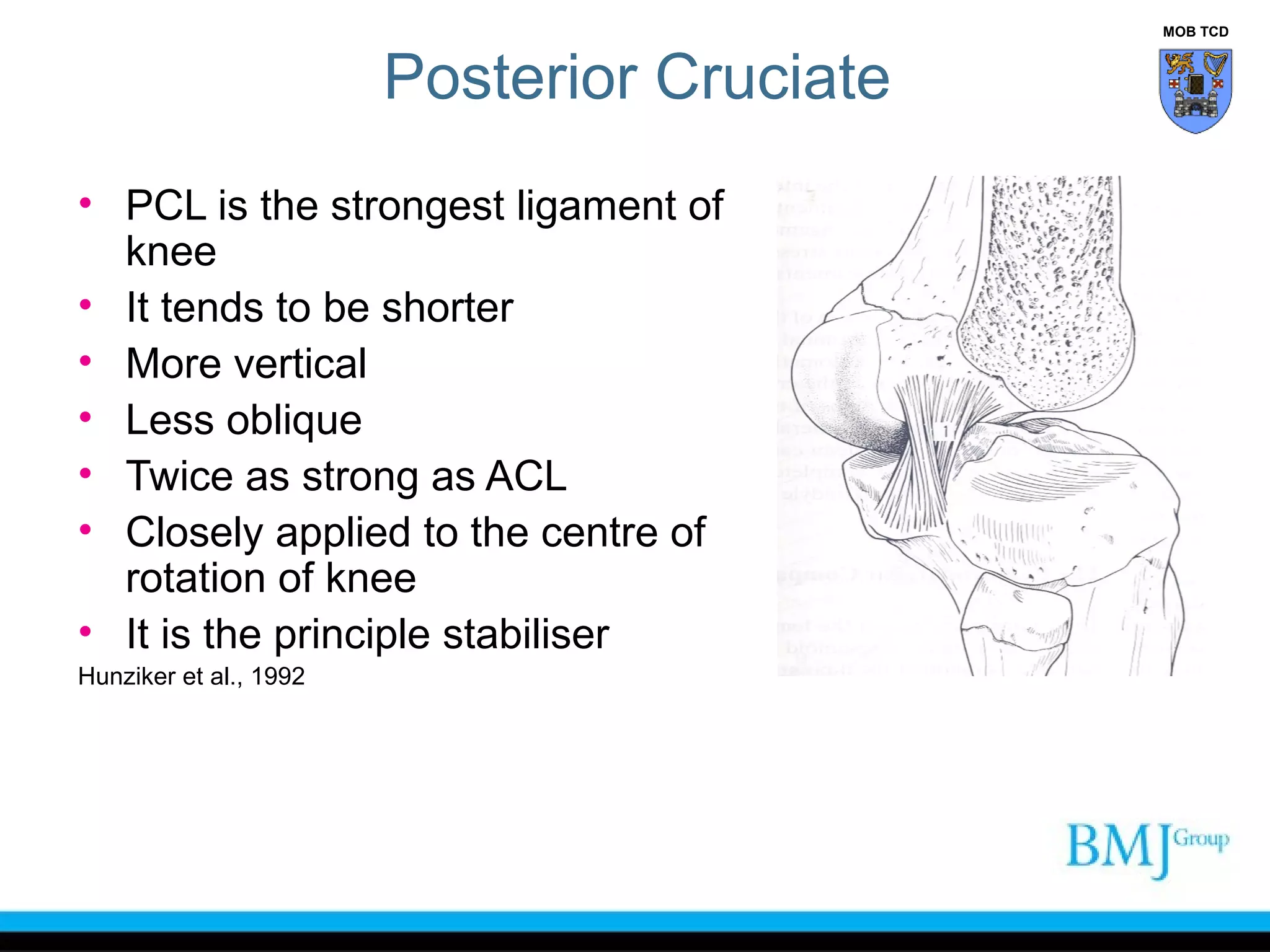 Anatomy of anterior_cruciate_ligament | PPT