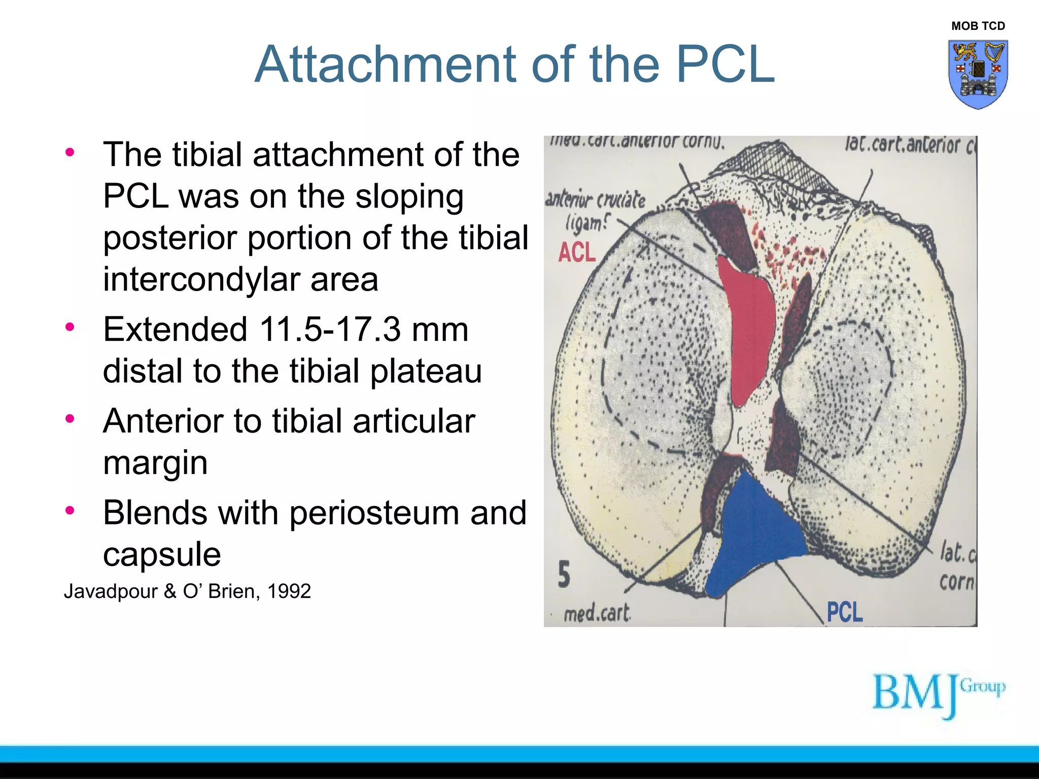 Anatomy of anterior_cruciate_ligament | PPT