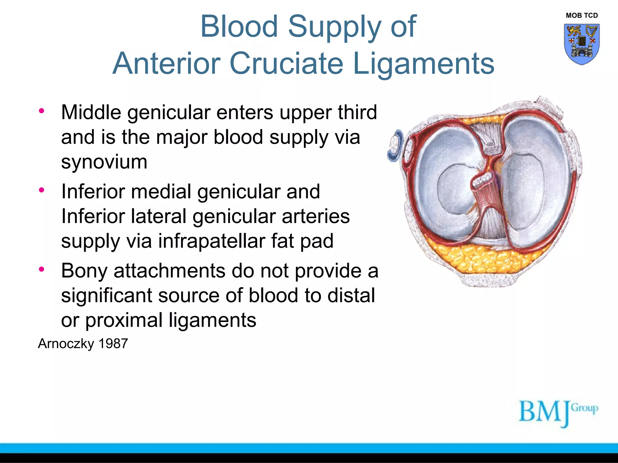 Anatomy of anterior_cruciate_ligament | PPT