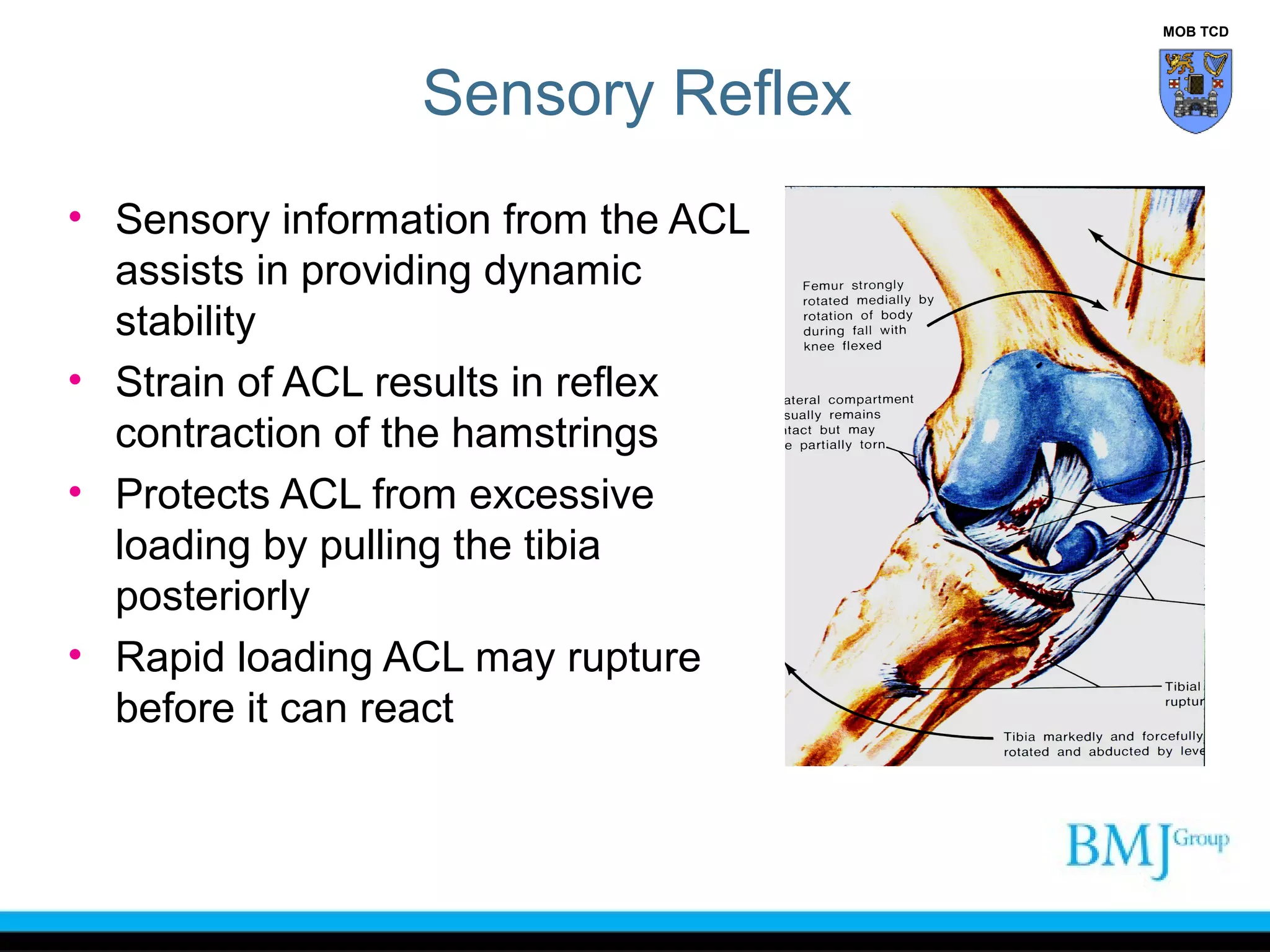 Anatomy of anterior_cruciate_ligament | PPT