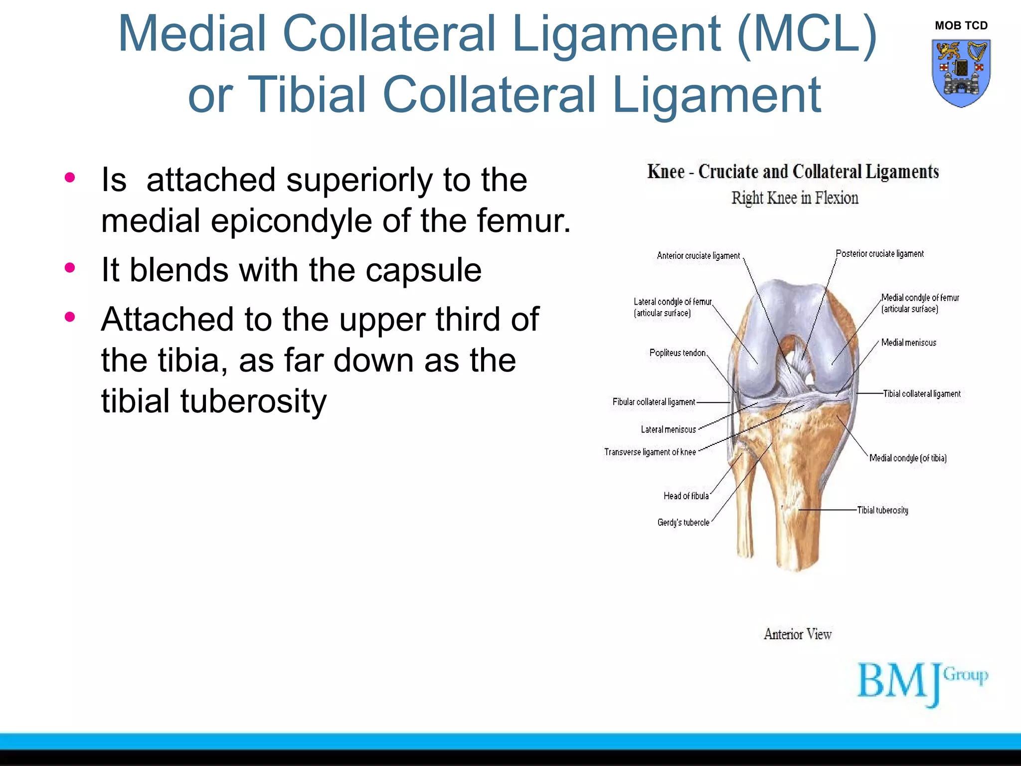 Anatomy of anterior_cruciate_ligament | PPT