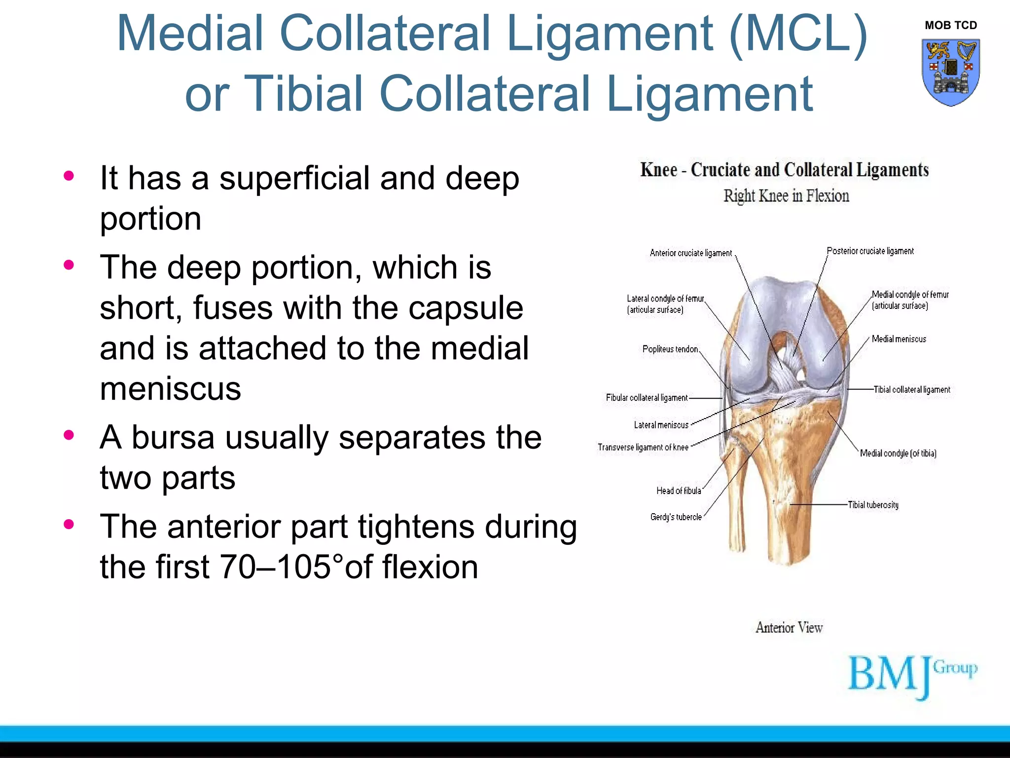 Anatomy of anterior_cruciate_ligament | PPT