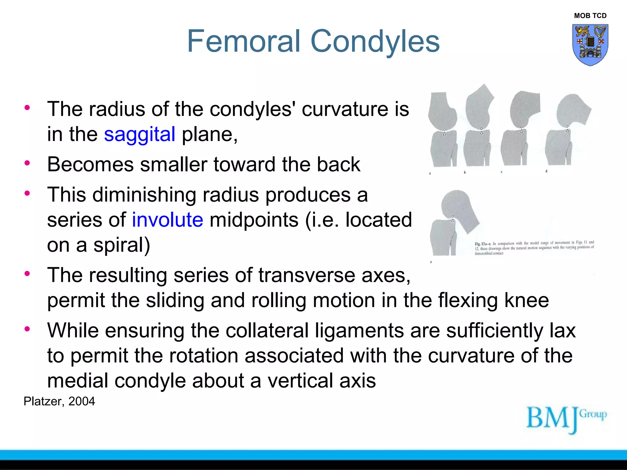Anatomy of anterior_cruciate_ligament | PPT