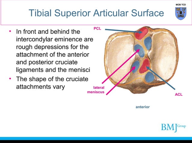 Anatomy of anterior_cruciate_ligament | PPT