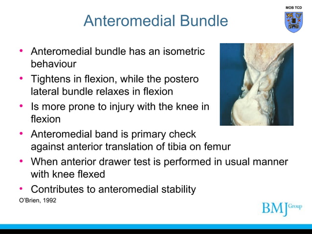 Anatomy of anterior_cruciate_ligament | PPT