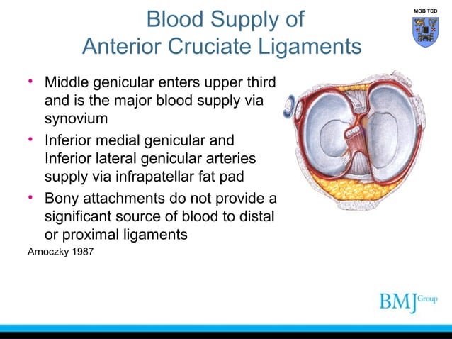 Anatomy of anterior_cruciate_ligament | PPT