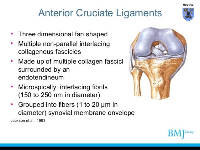 Anatomy of anterior_cruciate_ligament