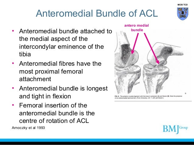 Anatomy of anterior_cruciate_ligament