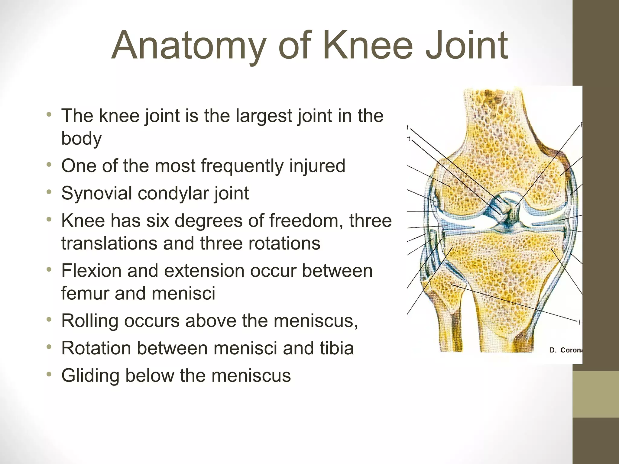 Anatomy of anterior_cruciate_ligament_by- dr. armaan singh | PPT
