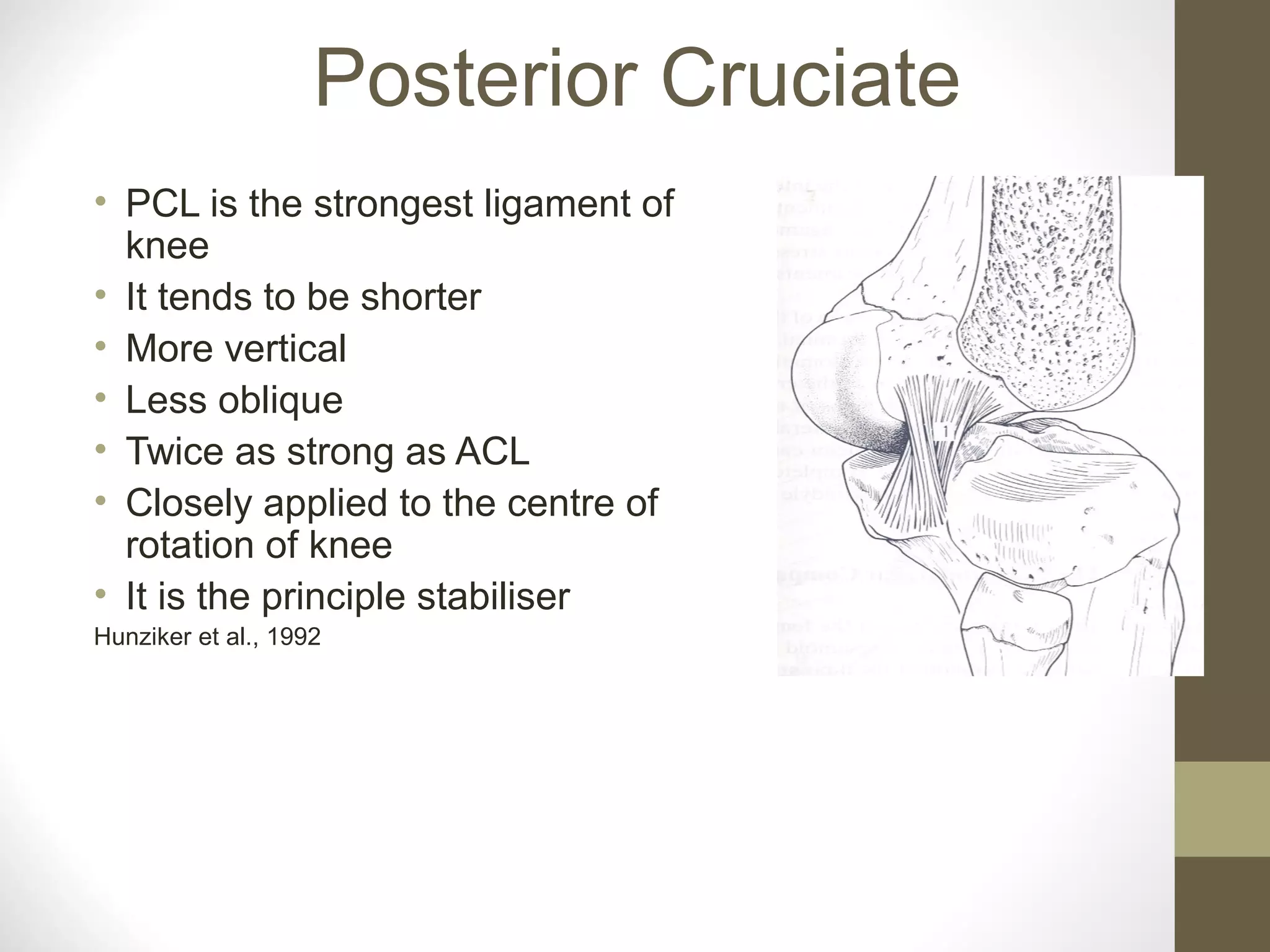 Anatomy of anterior_cruciate_ligament_by- dr. armaan singh | PPT