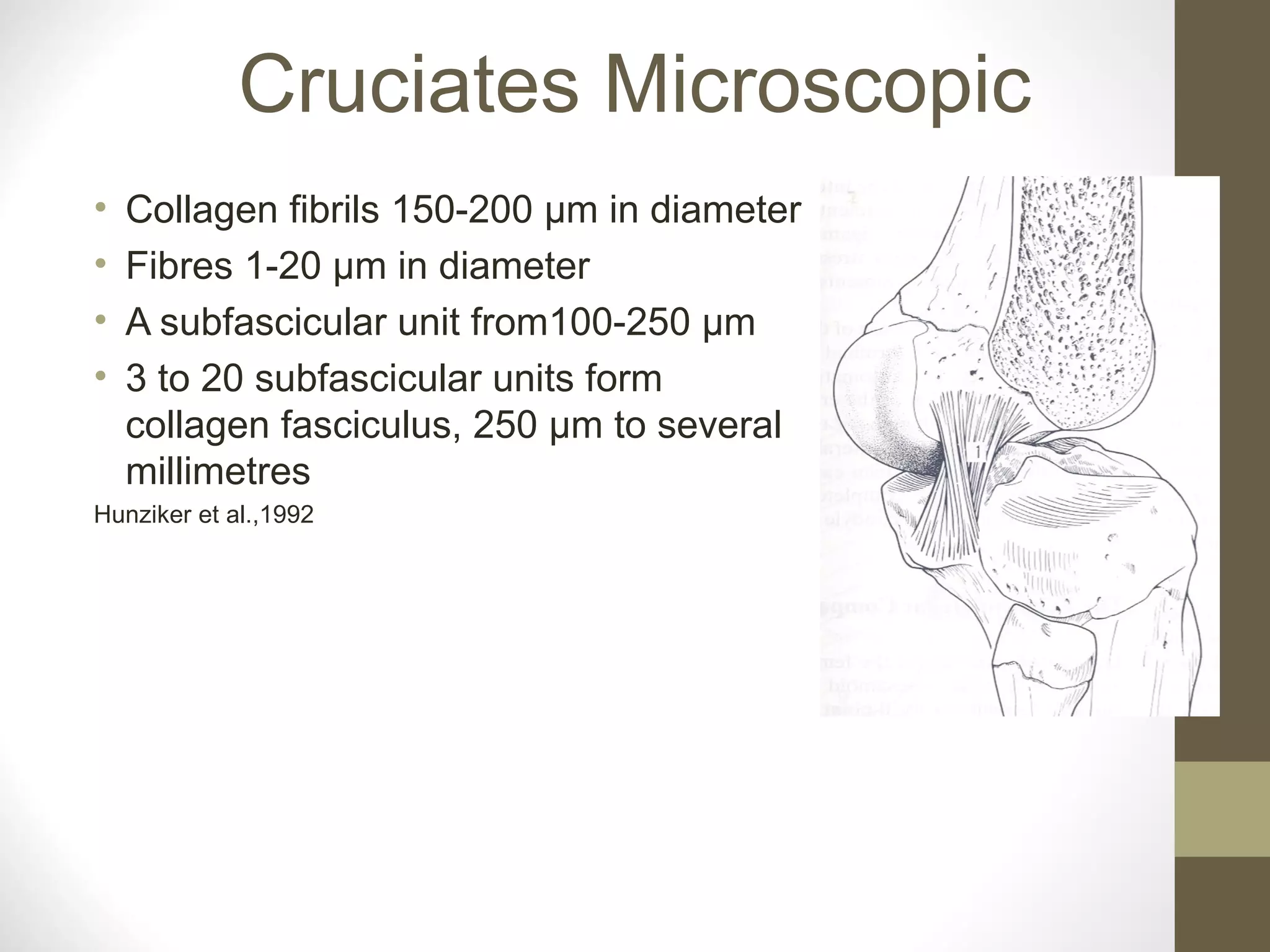 Anatomy of anterior_cruciate_ligament_by- dr. armaan singh | PPT