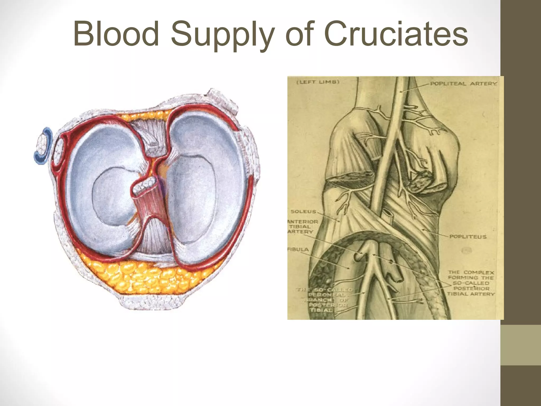 Anatomy of anterior_cruciate_ligament_by- dr. armaan singh | PPT