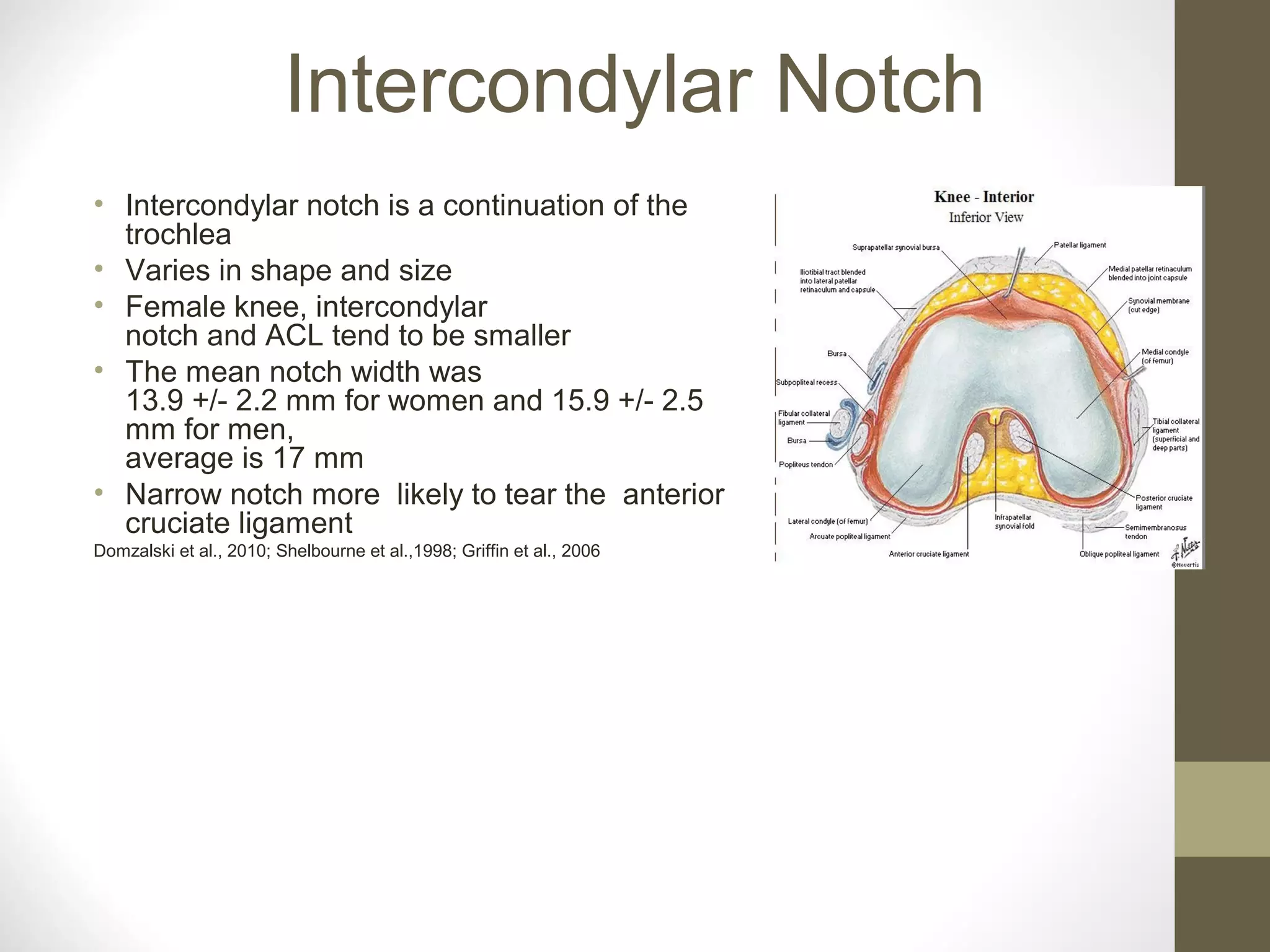 Anatomy of anterior_cruciate_ligament_by- dr. armaan singh | PPT