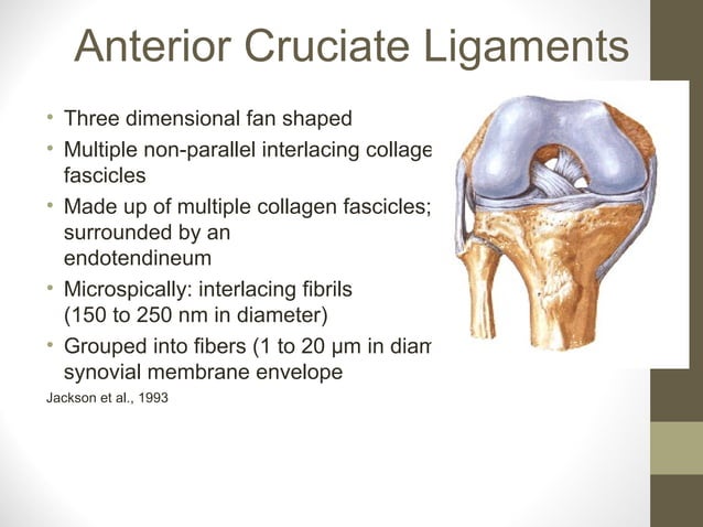 Anatomy of anterior_cruciate_ligament_by- dr. armaan singh | PPT