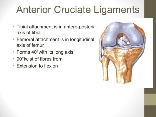 Anatomy of anterior_cruciate_ligament_by- dr. armaan singh | PPT