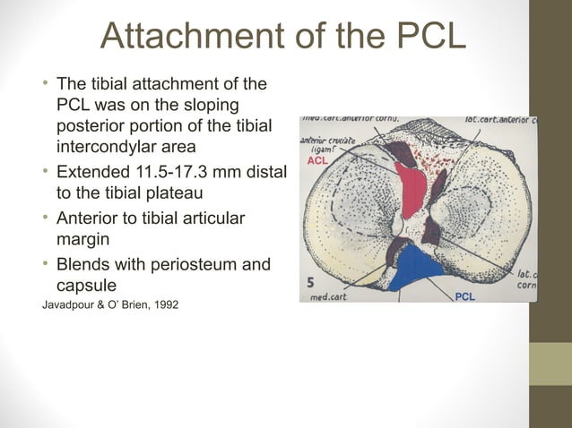 Anatomy of anterior_cruciate_ligament_by- dr. armaan singh | PPT