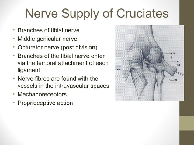 Anatomy of anterior_cruciate_ligament_by- dr. armaan singh | PPT