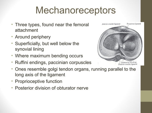 Anatomy of anterior_cruciate_ligament_by- dr. armaan singh | PPT