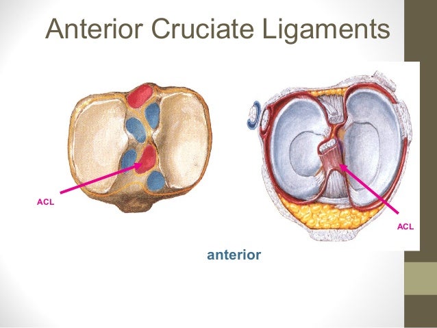 Anatomy of anterior_cruciate_ligament_by- dr. armaan singh