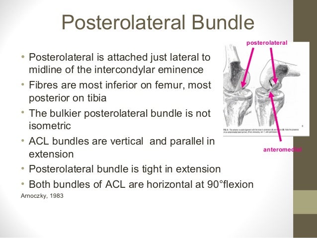 Anatomy of anterior_cruciate_ligament_by- dr. armaan singh