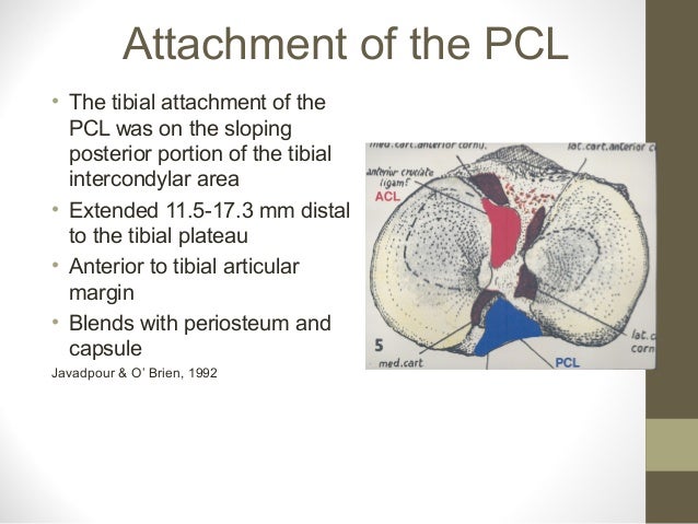 Anatomy of anterior_cruciate_ligament_by- dr. armaan singh