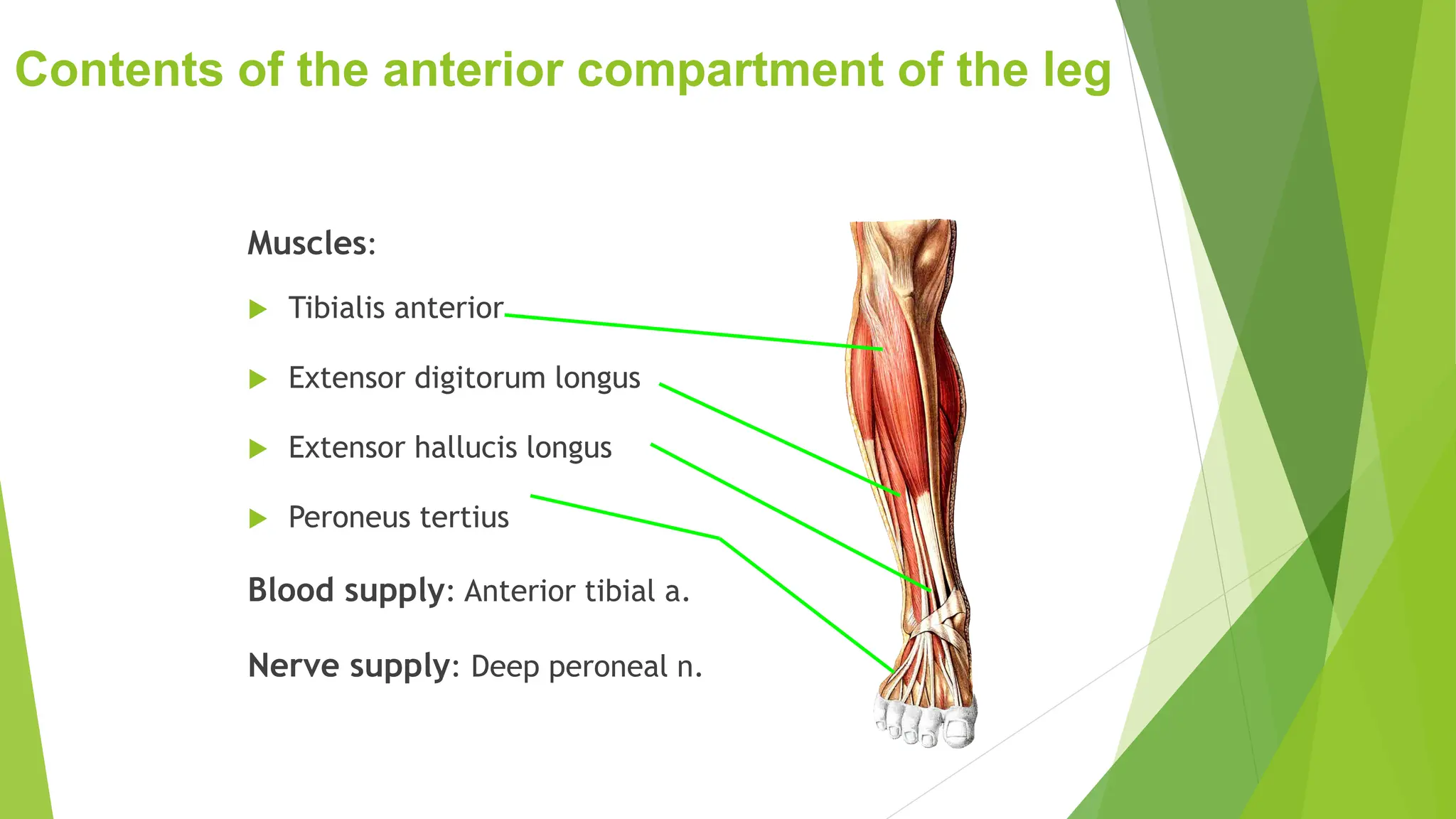 ANATOMY OF anterolateral compartment of leg and ankle joint.pdf