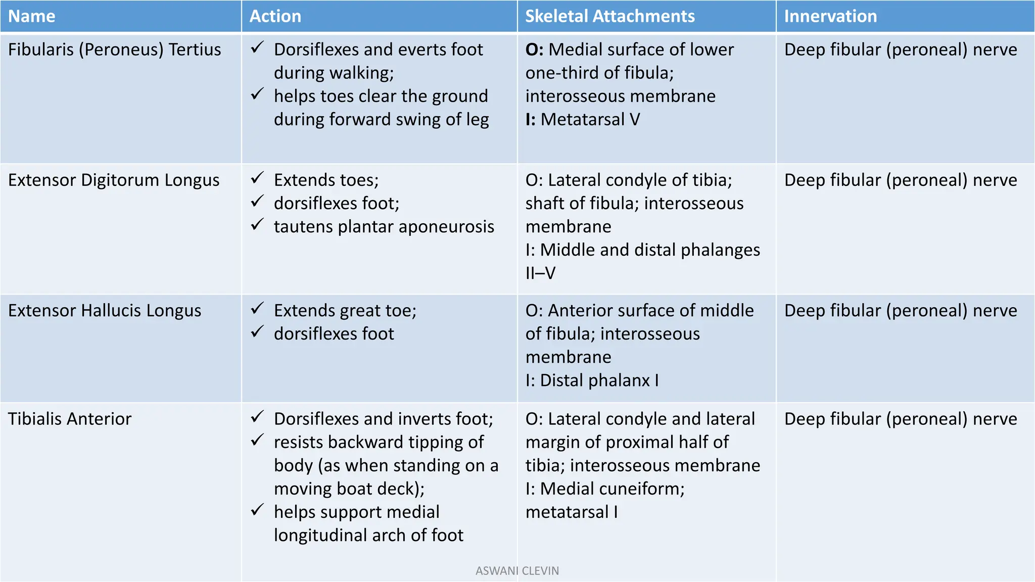 ANATOMY OF anterolateral compartment of leg and ankle joint.pdf